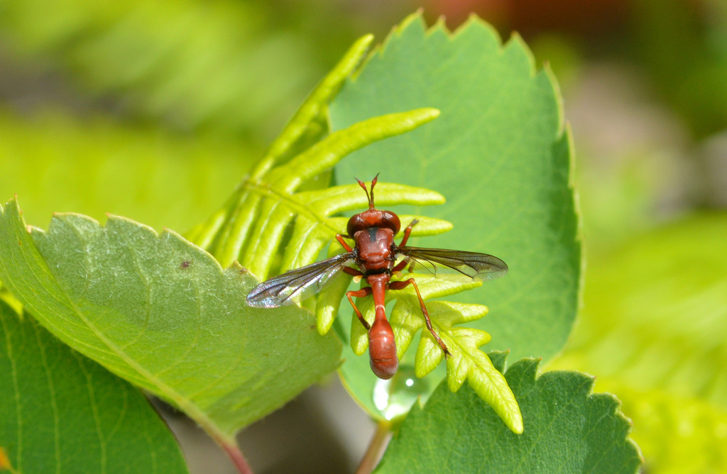 Physocephala burgessi from Strathcona, BC, Canada on June 07, 2019 at ...