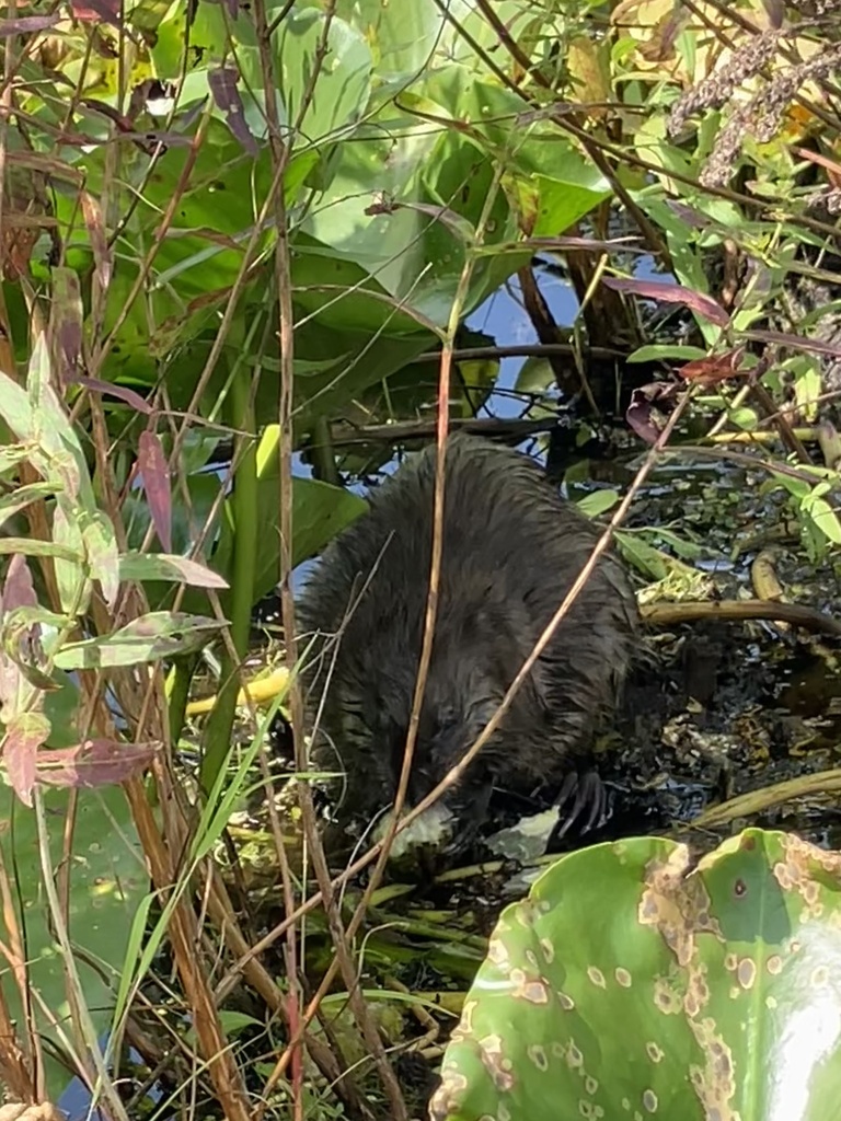 Muskrat from Maplewood Nature Center, Maplewood, MN, US on August 07 ...