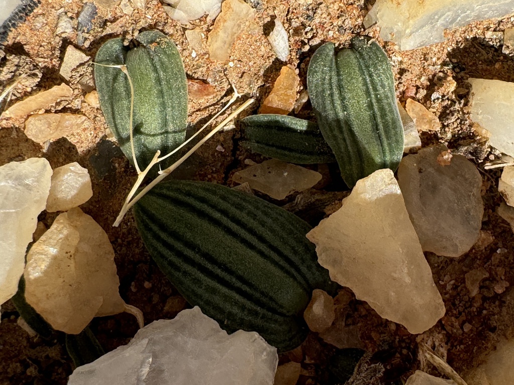 Flat Squill from Steinkopf Rural, Springbok, NC, ZA on August 7, 2024 ...