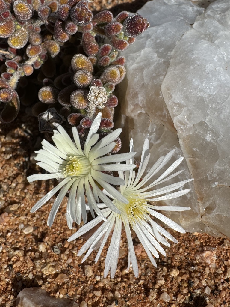 Knersvlakte Dewfig from Steinkopf Rural, Springbok, NC, ZA on August 7 ...