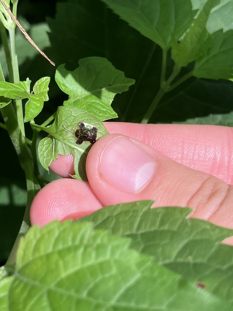 Clavate Tortoise Beetle from Maplewood Nature Center, Maplewood, MN, US ...