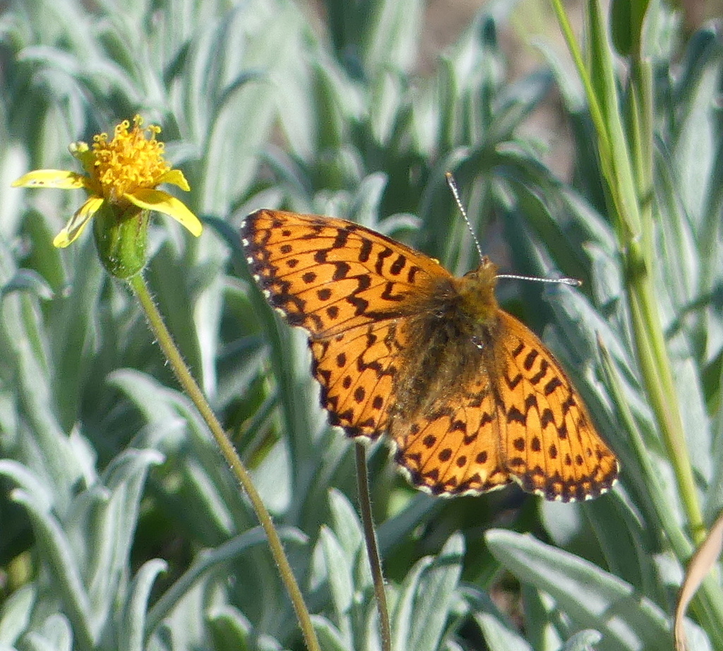Arctic Fritillary from Clallam County, WA, USA on July 17, 2024 at 10: ...
