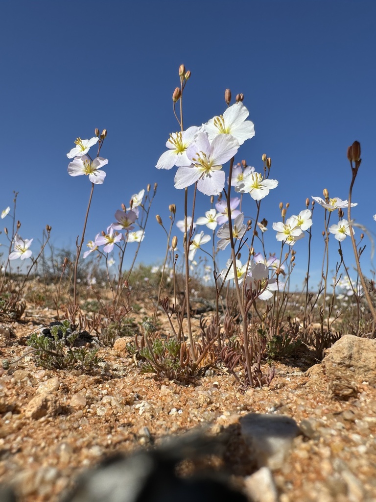 Heliophila deserticola deserticola from Steinkopf Rural, Springbok, NC ...