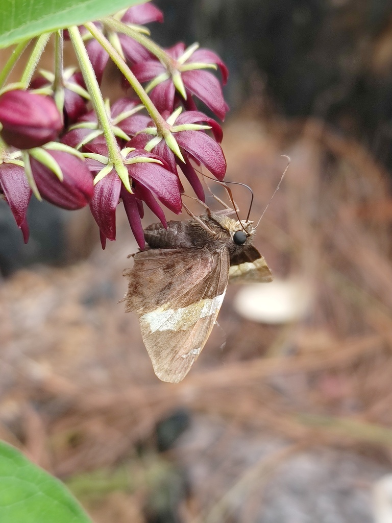Golden Banded-Skipper from San Pablo Coatlán, Oax., México on August 2 ...