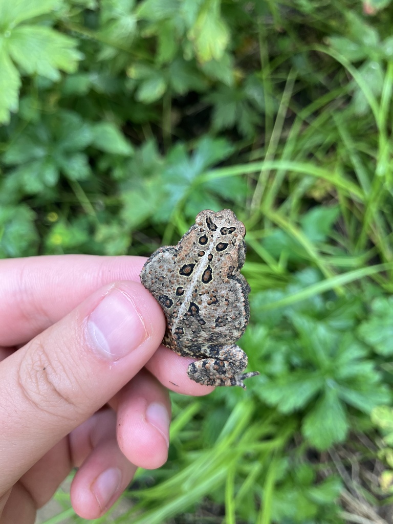 American Toad from Maplewood Nature Center, Maplewood, MN, US on August ...