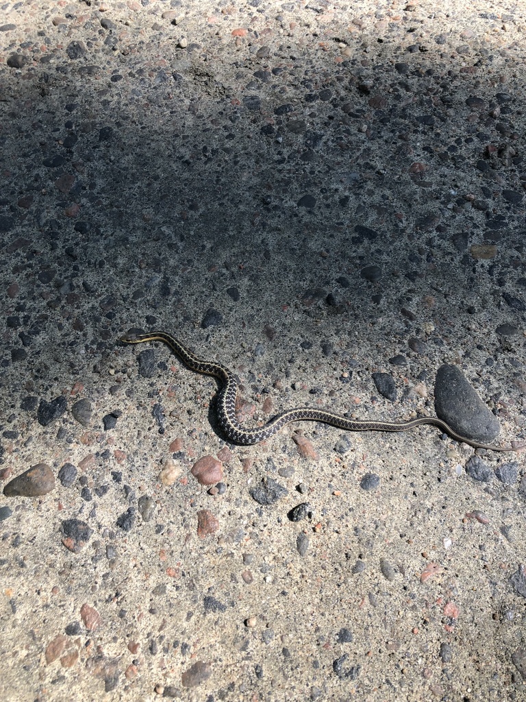Common Garter Snake from Camp Jackson Rd, Muskoka Lakes, ON, CA on ...