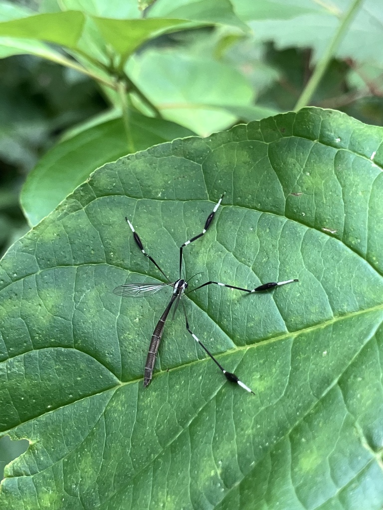 Eastern Phantom Crane Fly from Maplewood Nature Center, Maplewood, MN ...