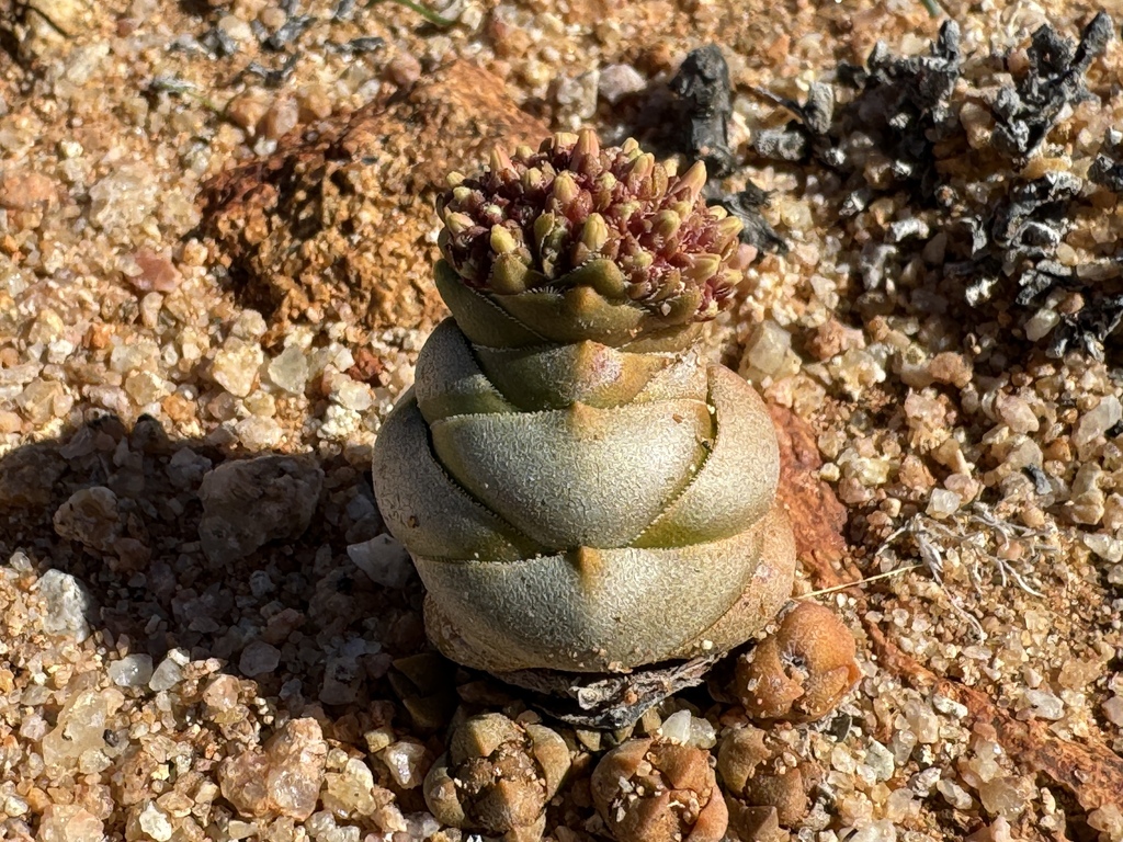 Crassula columnaris prolifera from Steinkopf Rural, Springbok, NC, ZA ...