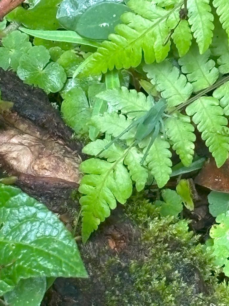 Orophus from Provincia de Cartago, Jiménez, Costa Rica on August 3 ...