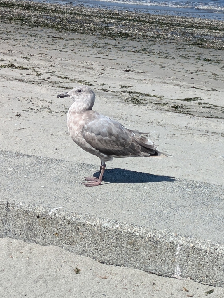 Glaucous-winged Gull from Alki, Seattle, WA 98116, USA on August 7 ...