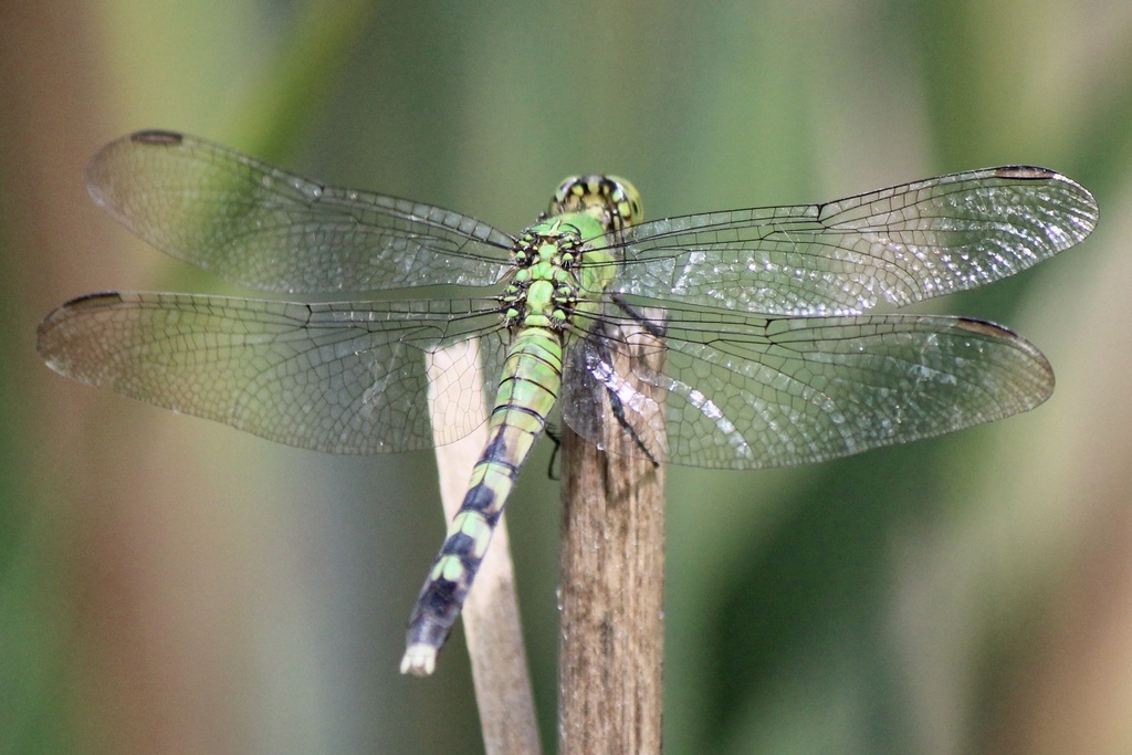 Eastern Pondhawk from Virginia Tech, Blacksburg, VA, US on August 7 ...