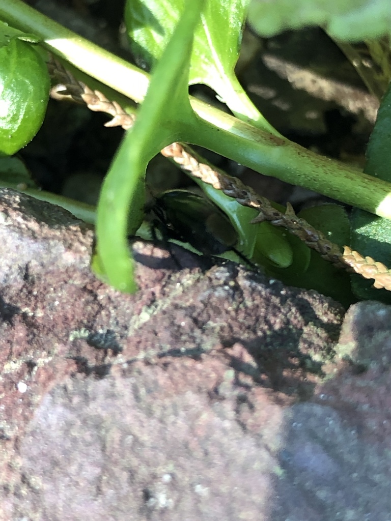 Burrowing Bugs from George Washington's Mount Vernon, Alexandria, VA ...