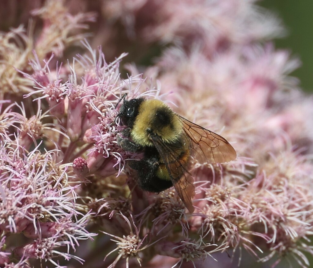 Rusty-patched Bumble Bee in August 2024 by Joel Neylon · iNaturalist