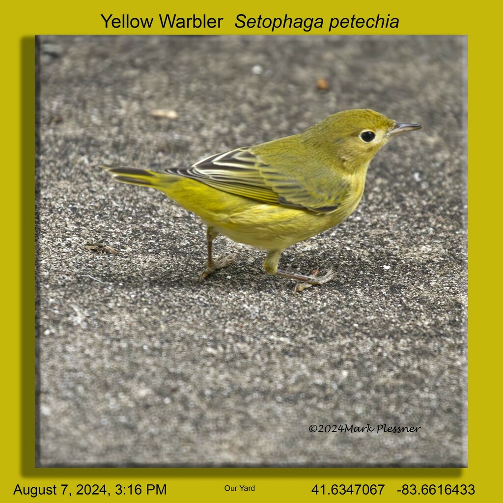 Yellow Warbler from Reynolds Corners, Toledo, OH, USA on August 7, 2024 ...