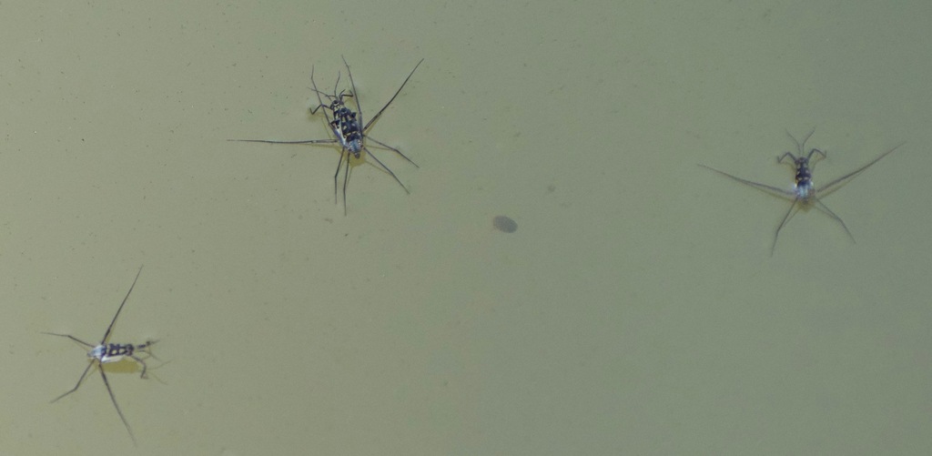 Trepobates subnitidus from East End, Cincinnati, OH, USA on August 7 ...