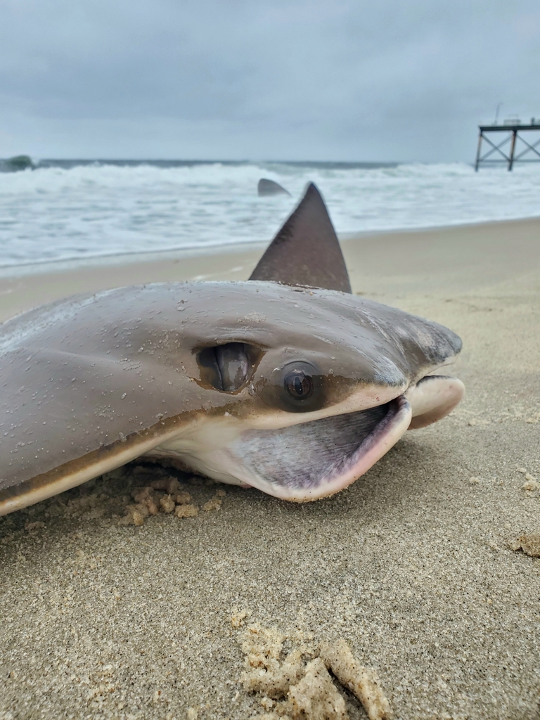 Cownose Ray in August 2024 by Drew · iNaturalist