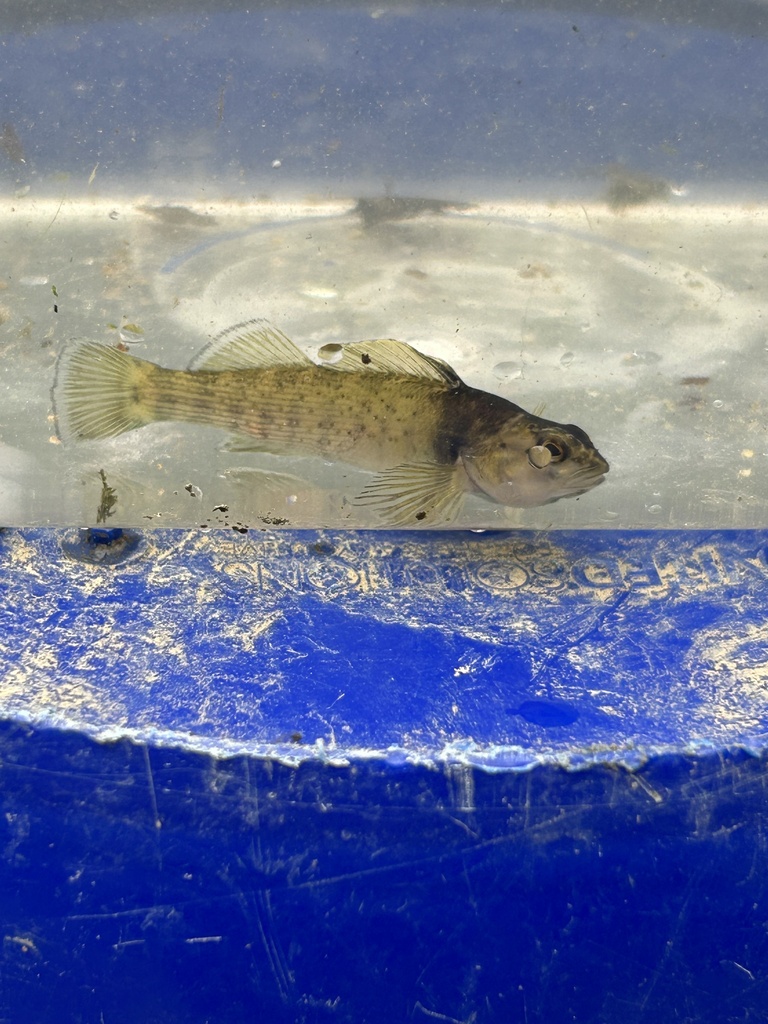 Bluebreast Darter in August 2024 by hannjacob. Little Darby Creek ...