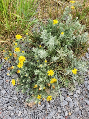 Género Xanthisma · iNaturalist Mexico