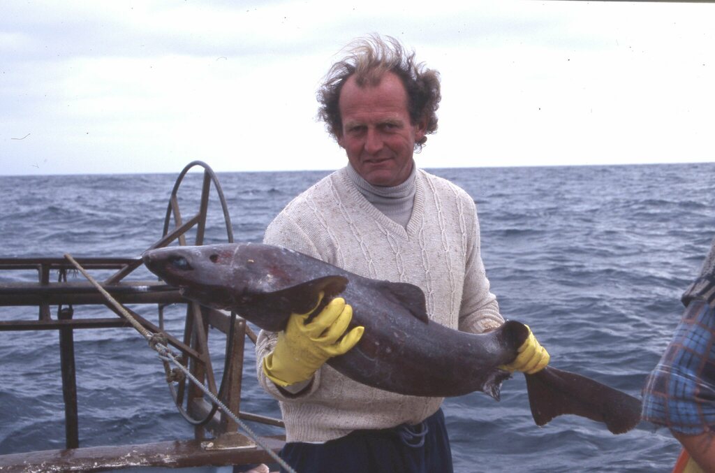 Largespine Velvet Dogfish in November 1989 by peterlanglands · iNaturalist