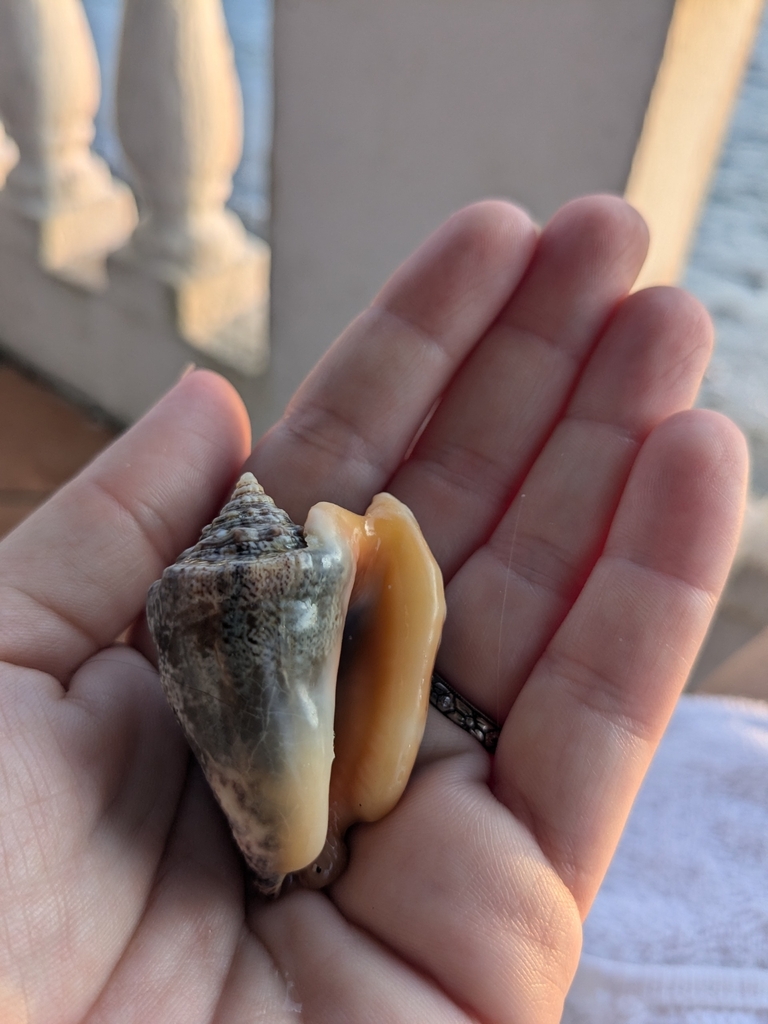 Hawkwing Conch from G855+9FJ, Provincia de Colón, Panama on August 7 ...