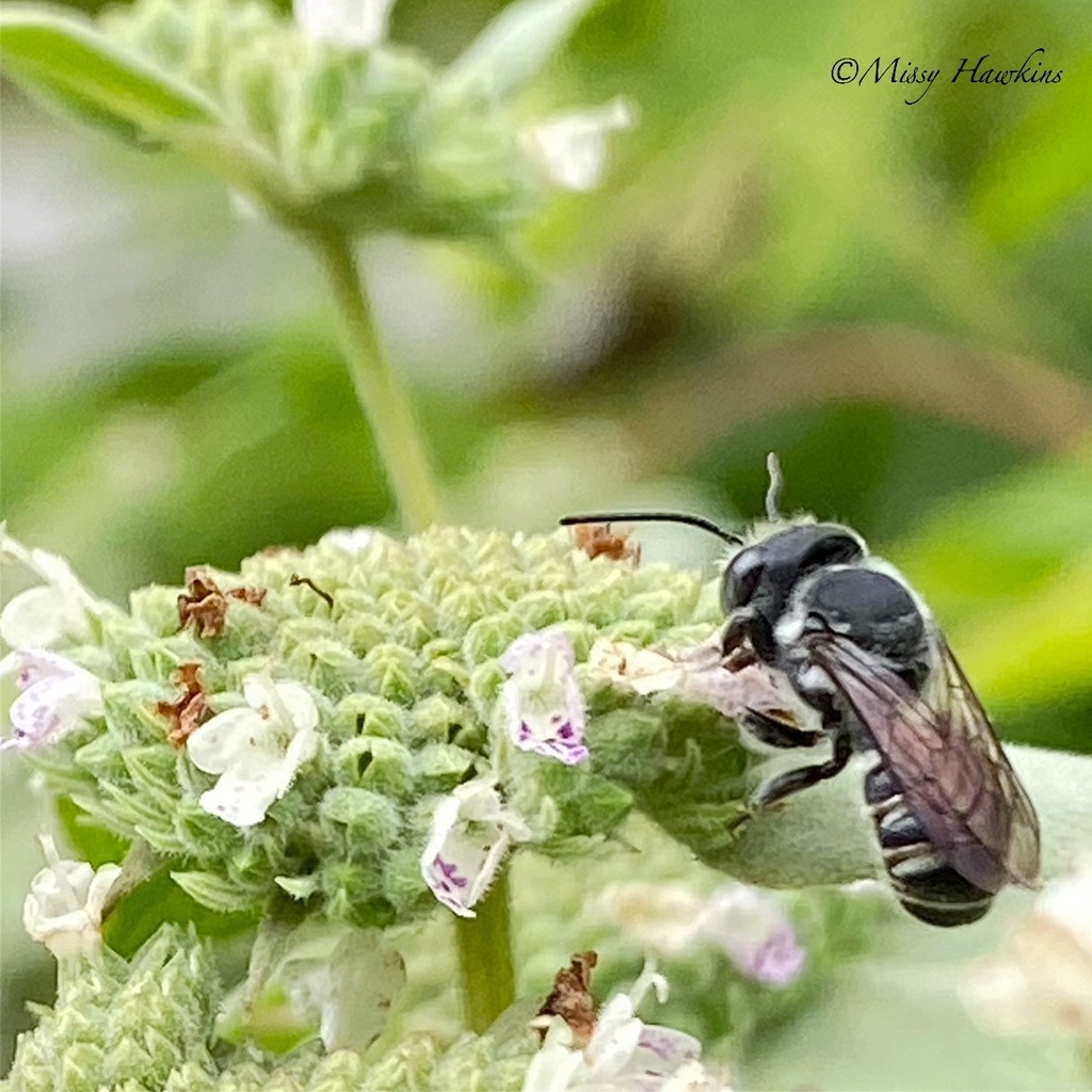 Leafcutter, Mortar, and Resin Bees from King Springs Rd, Johnson City ...