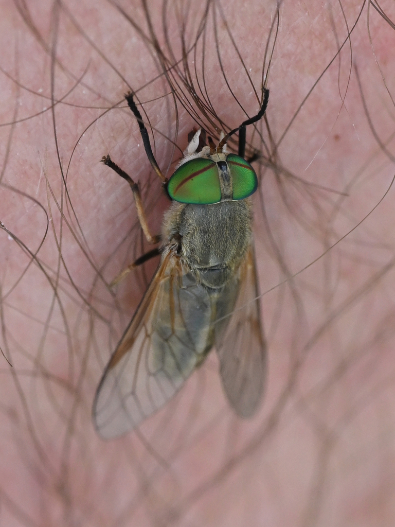 Tabanus nigrovittatus from Gabarus Lake, NS, Canada on July 29, 2024 at ...