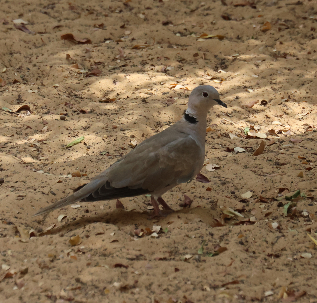 Eurasian Collared-Dove from Al Diwaan, Dubai - United Arab Emirates on ...
