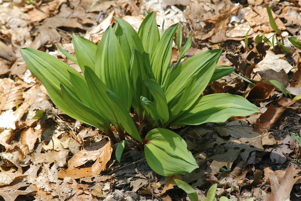 small white leek (Spring Ephemeral Rapid Assesment (SERA ...