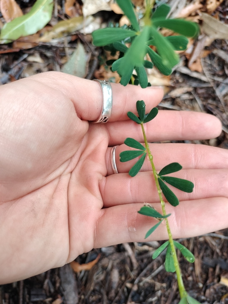 Trefoil Rattlepod from Noosa Heads QLD, Australia on August 8, 2024 at ...