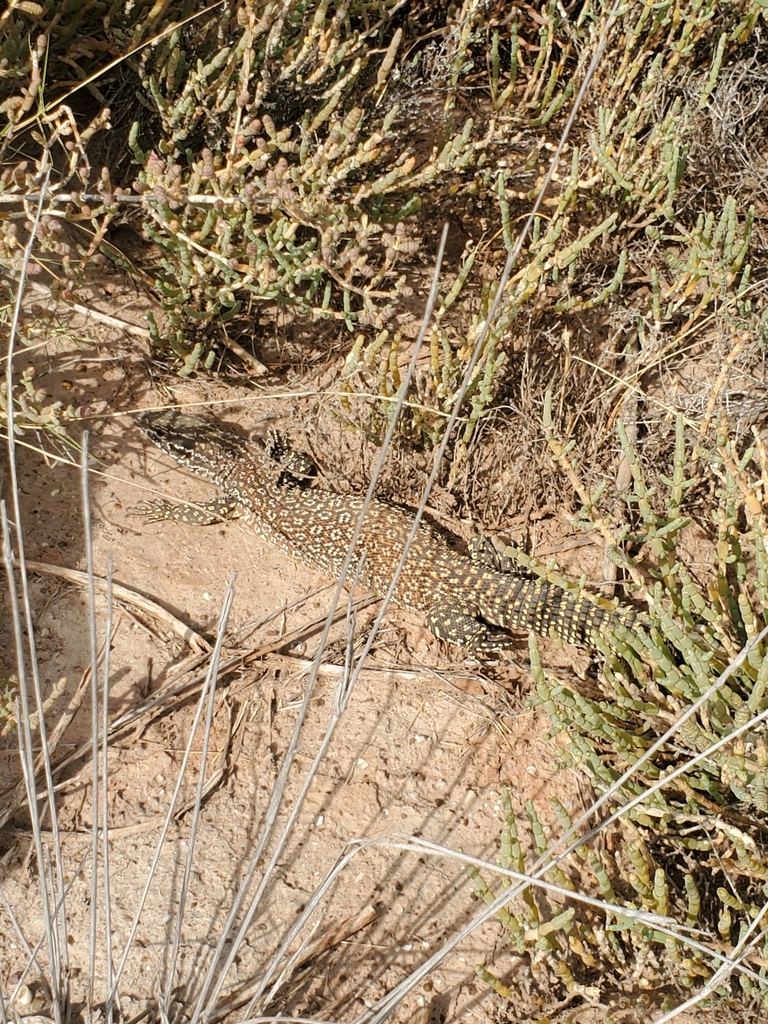 Ridge-tailed Monitor from Roebuck WA 6725, Australia on August 04, 2024 ...
