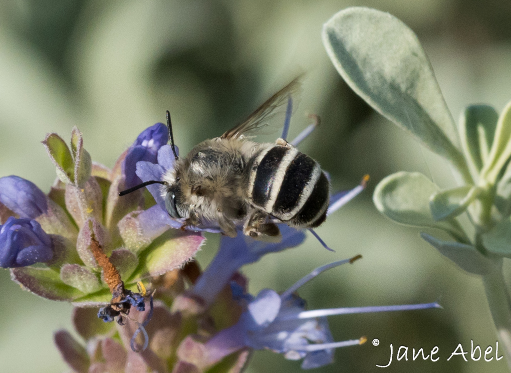 Urbane Digger Bee from Richland, WA, USA on August 6, 2024 at 01:48 PM ...
