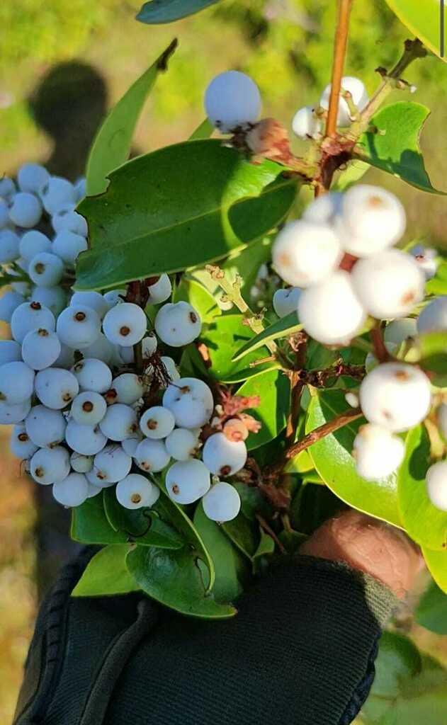 Malayalam Pula from Seruyan Regency, Central Kalimantan, Indonesia on ...