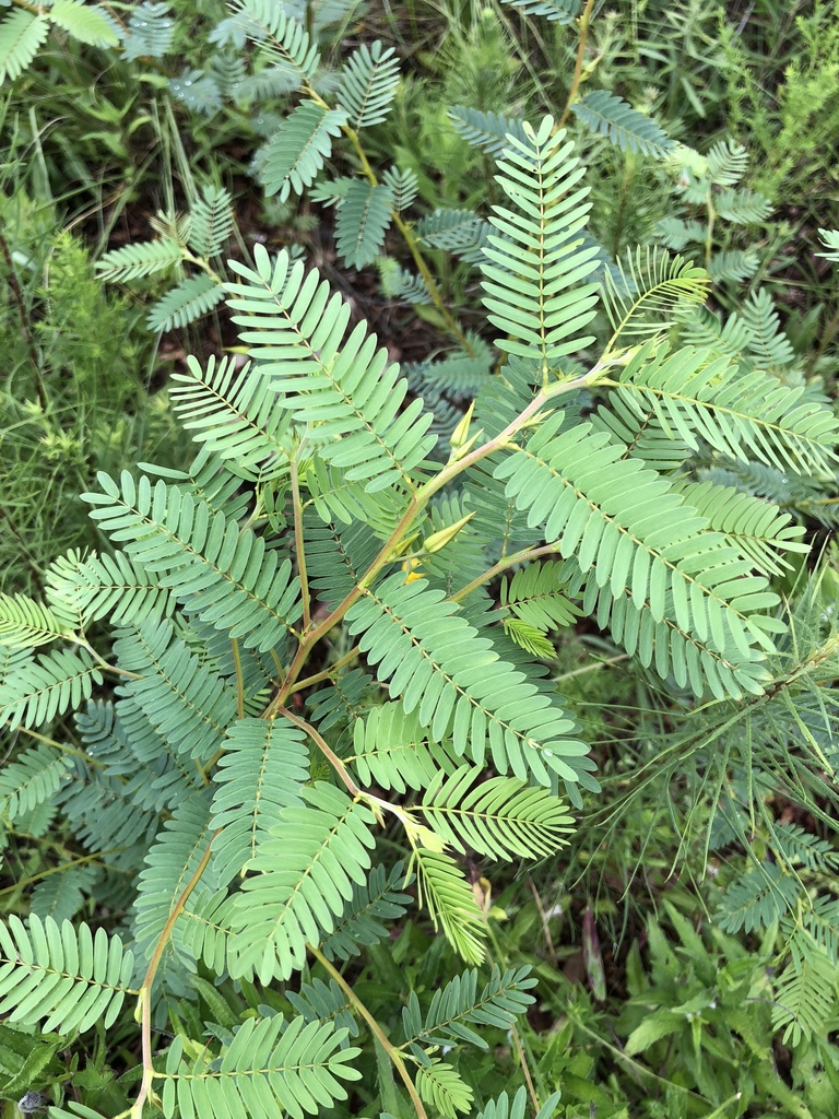 sensitive pea from Lady Bird Johnson Wildflower Center, Austin, TX, US ...