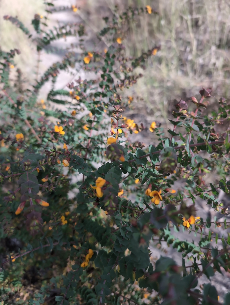 spiny bush-pea from Carnarvon, AU-QL-BH, AU-QL, AU on August 8, 2024 at ...