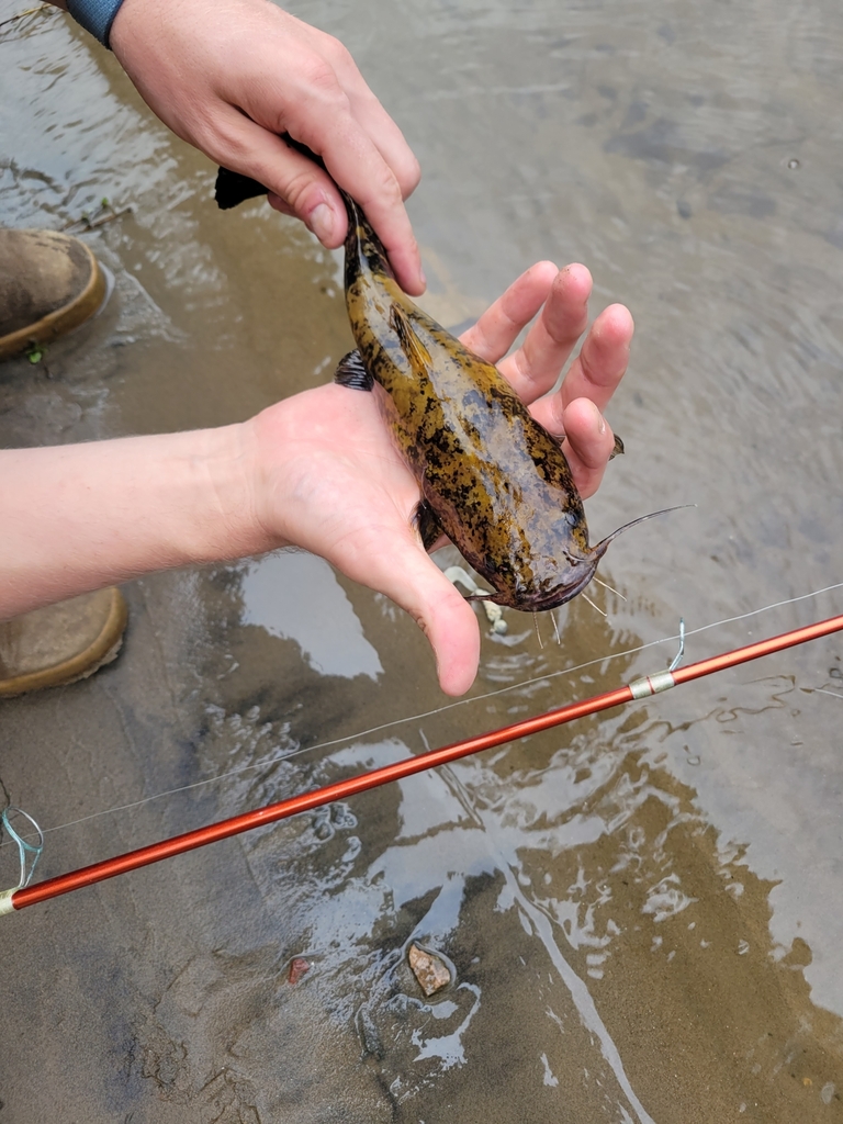 Flathead Catfish from Minneapolis, MN 55455, USA on August 7, 2024 at ...