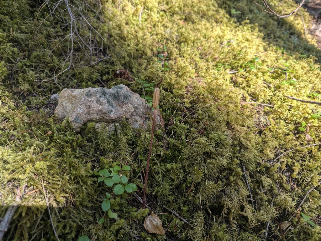 Western Fairy-slipper in July 2024 by Ryan Sorrells · iNaturalist
