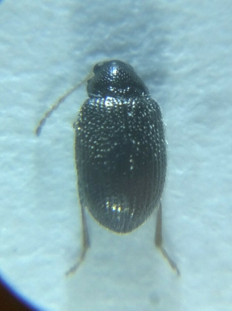 Potato Flea Beetle from Kearney, NE, USA on August 7, 2024 at 07:59 PM ...