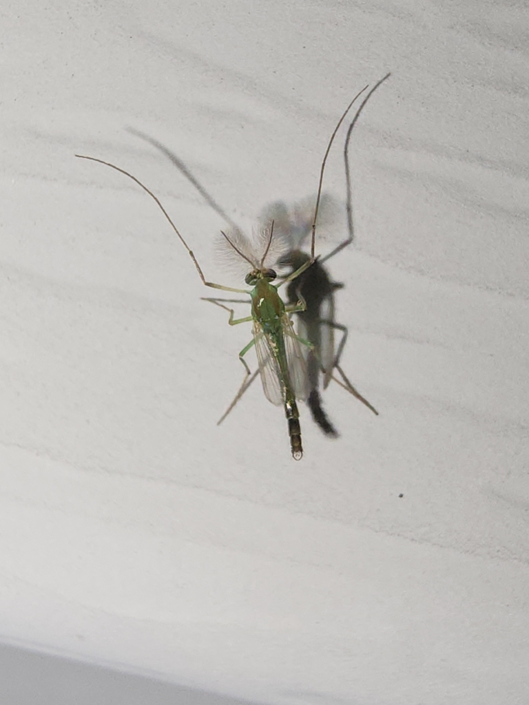Dicrotendipes from Blythewood, SC, USA on August 7, 2024 at 10:40 PM by ...