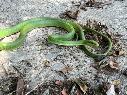 Rein Snake (Gonyosoma frenatum) - Snakes and Lizards