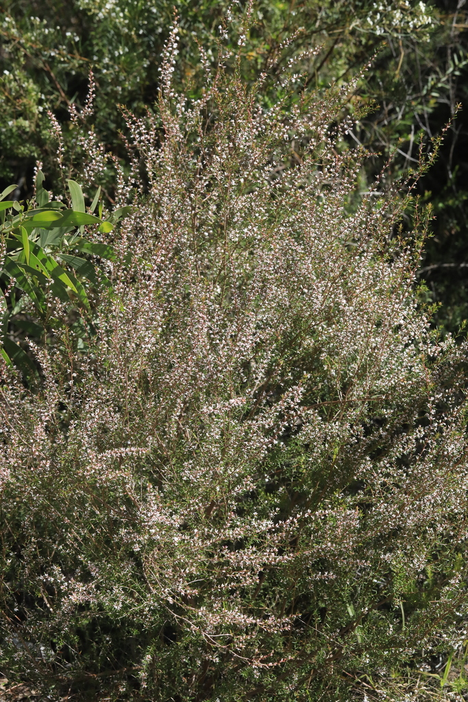 Bearded Heath from Woombah NSW 2469, Australia on July 30, 2024 at 12: ...
