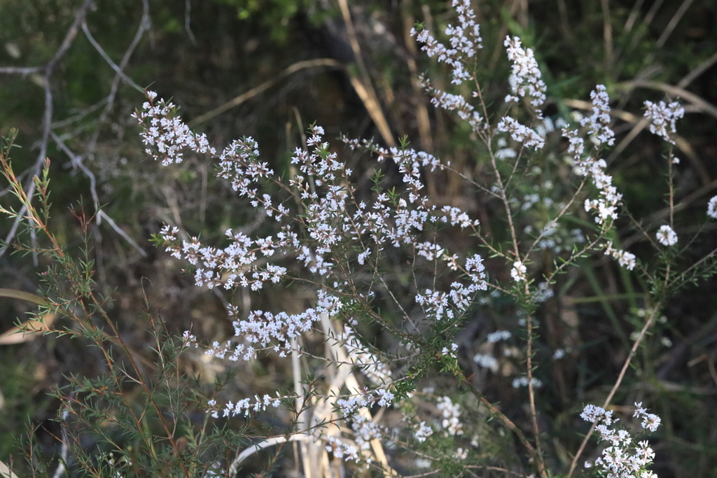Bearded Heath from Woombah NSW 2469, Australia on July 30, 2024 at 12: ...