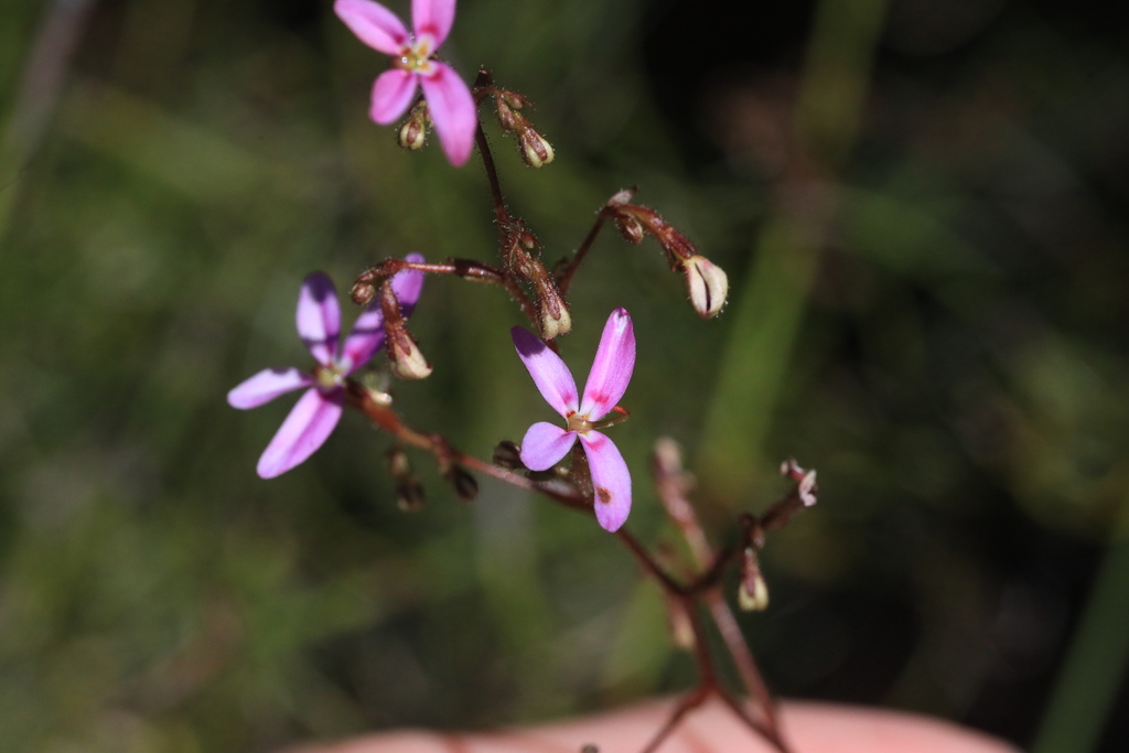 larchleaf triggerplant from Woombah NSW 2469, Australia on July 30 ...