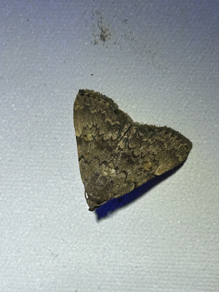 Common Idia Moth in August 2024 by Jennifer Linde · iNaturalist