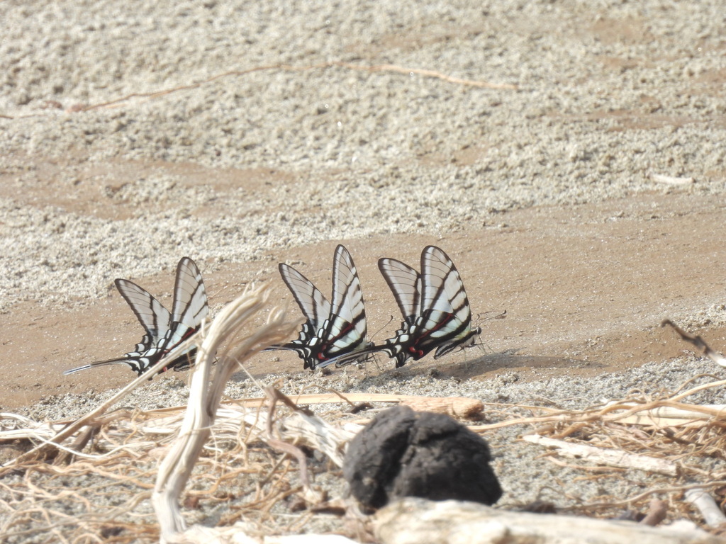 Protographium epidaus fenochionis from Oaxaca, MX on August 4, 2024 at ...