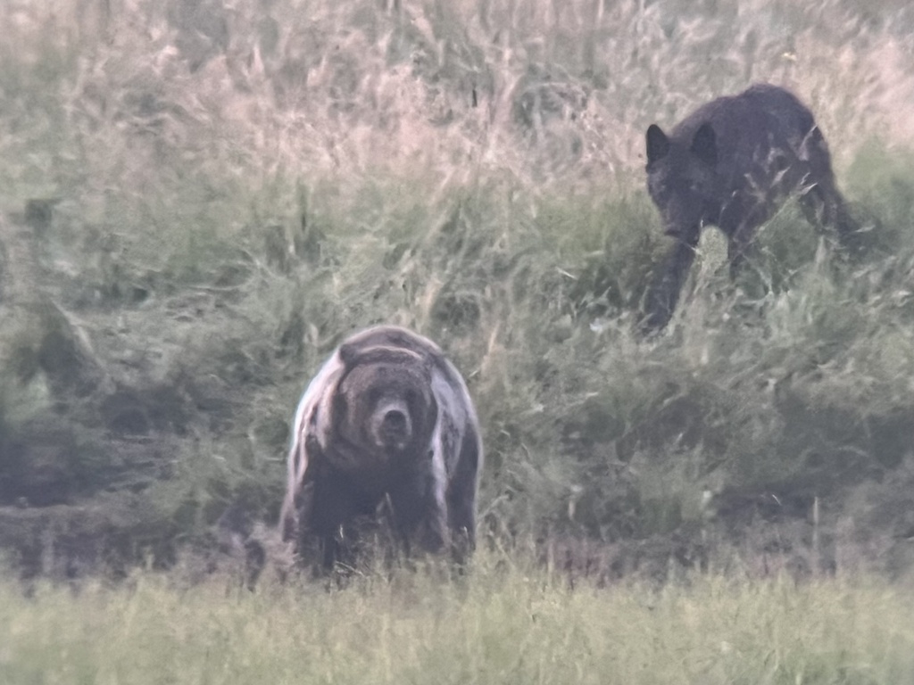 Gray Wolf in July 2024 by David Robichaud · iNaturalist