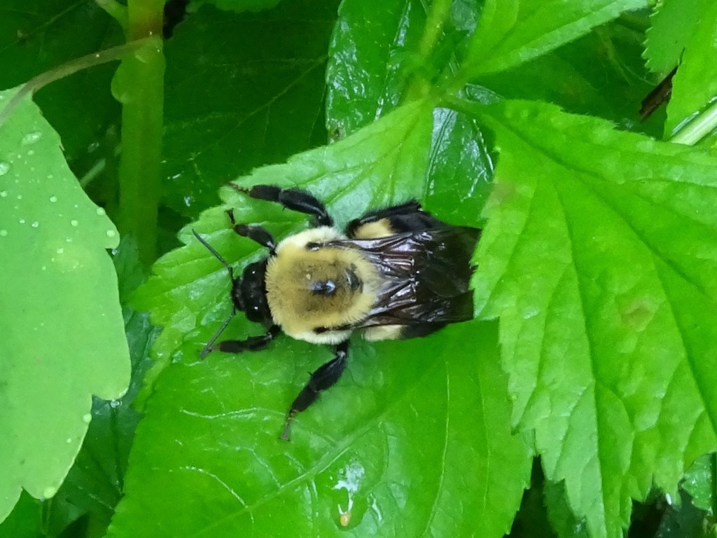 Brown-belted Bumble Bee from Summit County, US-OH, US on June 5, 2019 ...