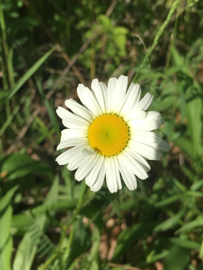 oxeye daisy from Erindale Park, Mississauga, ON, CA on June 11, 2019 at ...