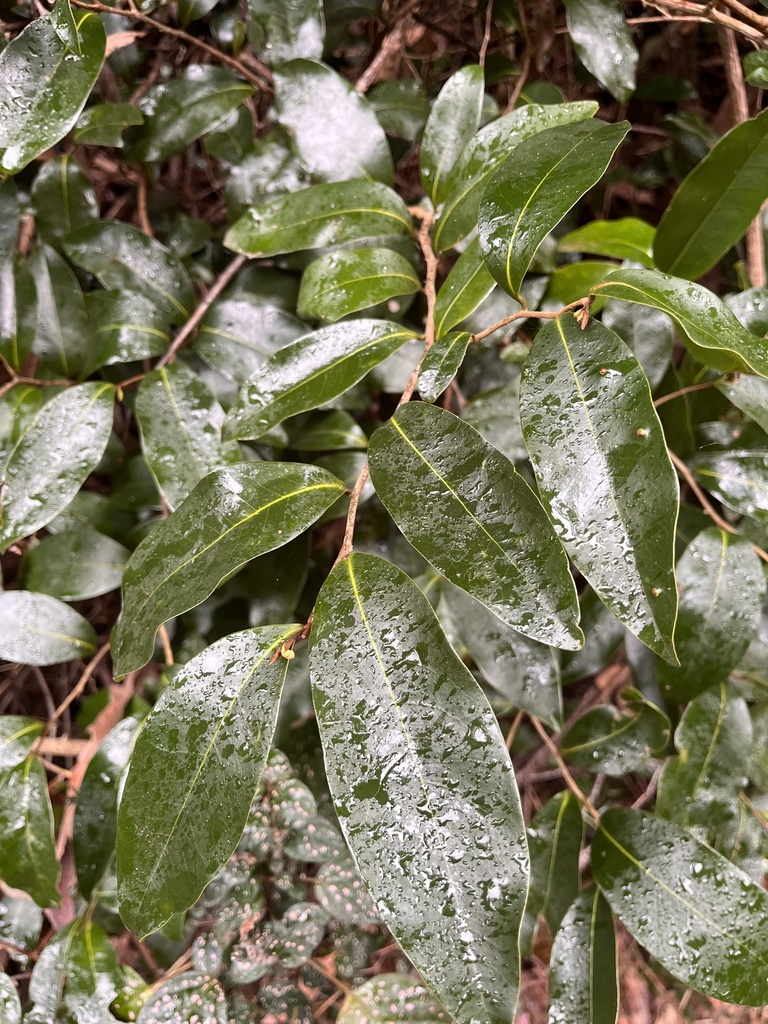 Zig-zag Vine from Pullen Creek Break, Anstead, QLD, AU on August 8, 2024 at 10:59 AM by ...