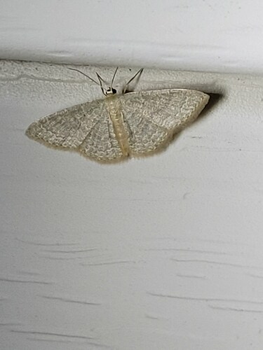 Observations by tomcod · iNaturalist