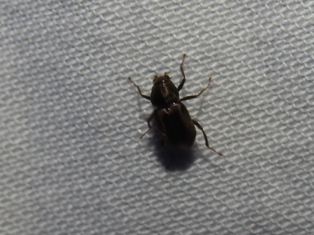 Contrasted Long-toed Water Beetle from North Avondale, Cincinnati, OH ...